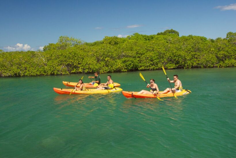 Mangrove Kayaking Tour - DRT Holidays
